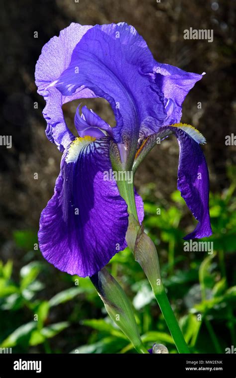 Translucent German Iris In Warm Sunlight Stock Photo Alamy