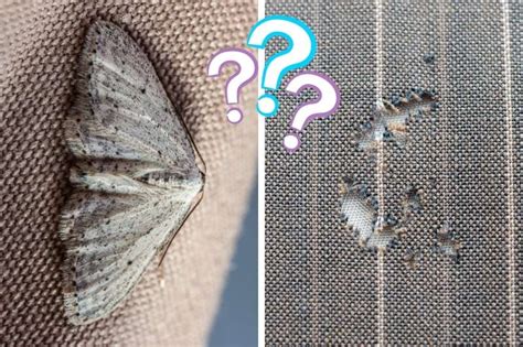 Moths Eating Clothes Pictures At Carole Spears Blog