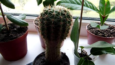 Цветоводство хобби миллионов увлекательное занятие после напряженного дня Youtube