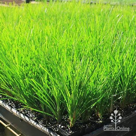 Lomandra Echidna Grass Australian Plants Online
