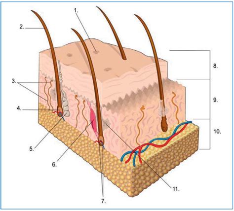 Skin And Subcutaneous Tissue Diagram Quizlet