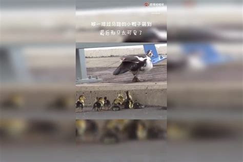 小鸭子过马路，最后那一只太可爱了超能新星汇新星计划 嘻嘻