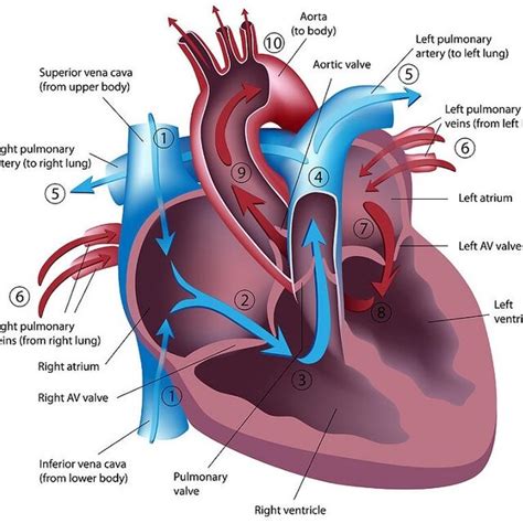 4 Typical Pv Loop For A Healthy Patient [14] Download Scientific