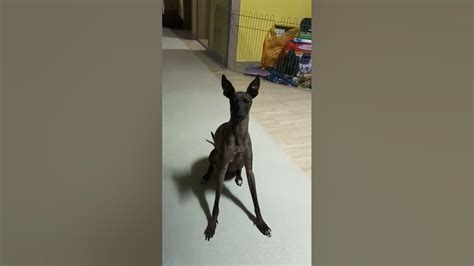 기다려서 간식 받아먹기 근육질 강아지 이탈리안 그레이하운드 Youtube