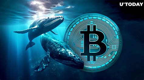 Major Whales Buying Bitcoin Btc Dip Data