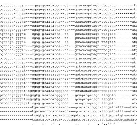 Bayesian Phylogenetic Tree Based On Rbcl Gene Sequence Data Support