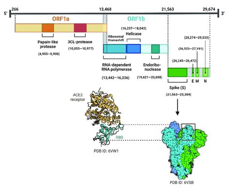 Sars Cov 2 Genome Which Shows Single Stranded Rna That Encodes Open