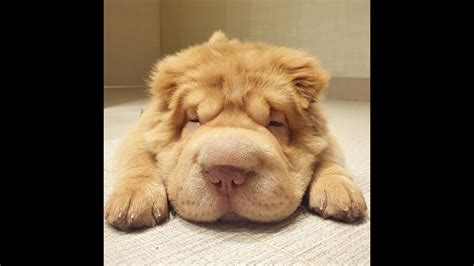 [반려통신] 코고는 강아지 곰처럼 생긴 개 샤페이 Shorts Youtube