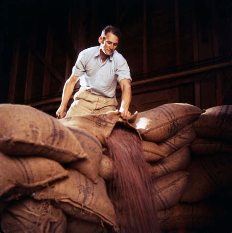 Cocoa Beans Being Processed In Tasmanias Cadbury Factory 1960 Raustralianculture