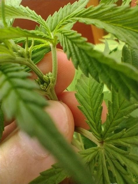 Yet Another Sex Validation Rweedgrower