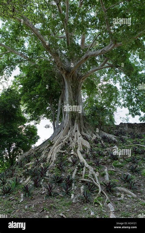 Tree With Exposed Roots Stock Photo Alamy