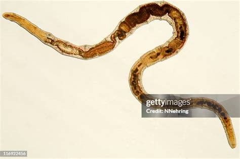 Segmented Worm Photos And Premium High Res Pictures Getty Images