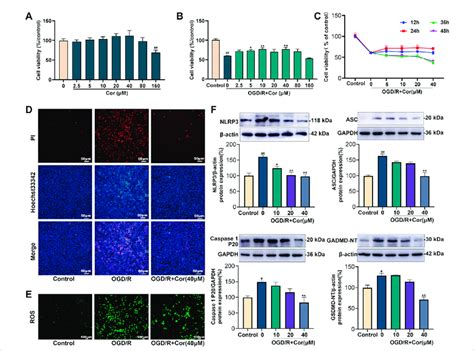 Cor Inhibited Nlrp3 Inflammasome Activation And Alleviated Pyroptosis