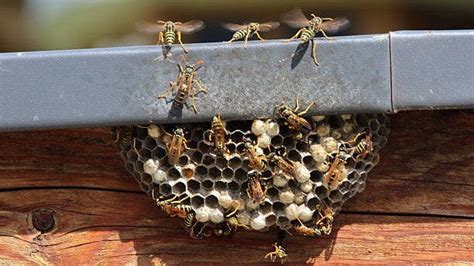 How To Remove Mud Wasp Nest