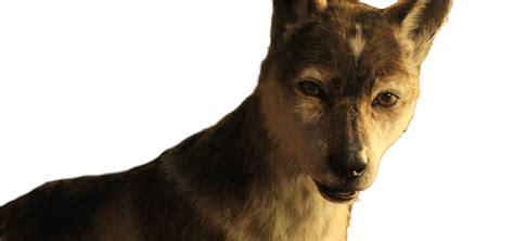 Nisha By Dracoawesomeness On Deviantart