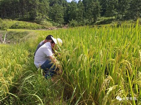 稻花香里说丰年！ 撂荒地变丰收田→