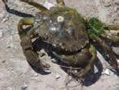 AccordingtotheScriptures Org Does The Fossil Record Prove Evolution