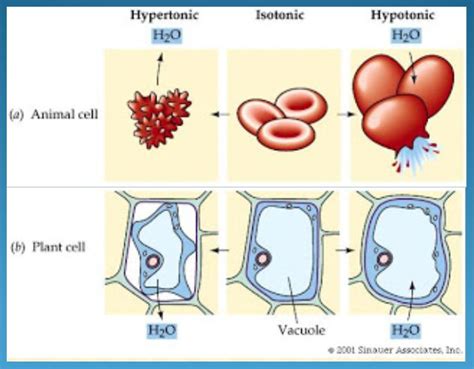 Igcse 0654b22movement In And Out Of Cellspart 1 8th 10th Grade