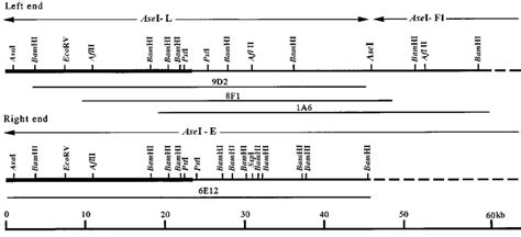 Restriction Maps Of The Left And Right Ends Of The Chromosome The Tirs