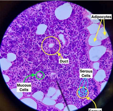 histology lab photo quiz flashcards quizlet flashcards human