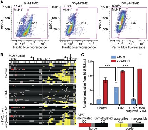 Multiplex Mapping Of Chromatin Accessibility And Dna Methylation Within Targeted Single