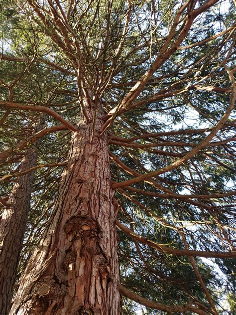 Tree Highlight Incense Cedar For The Love Of Trees Llc For The
