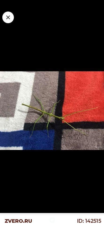 Палочник — купить в Москве Объявление №142515 Zvero