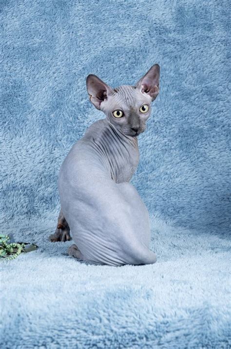 Blue Canadian Sphynx The Canadian Hairless Cat Kitten Stock Image