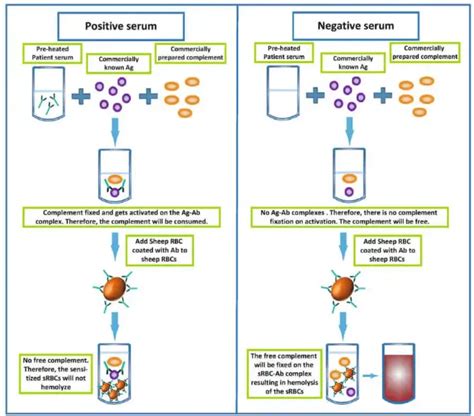Complement Fixation Test Principle Types Procedure Results