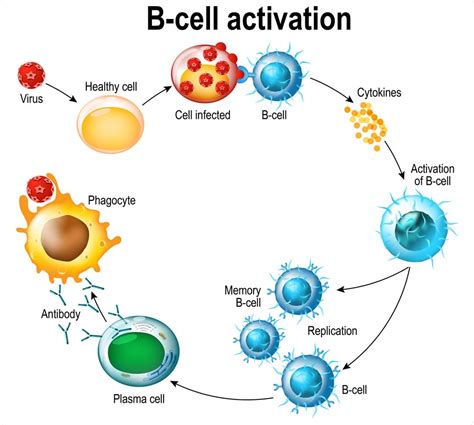 Antibody Production B Cells Foptnotes