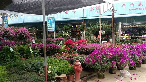 投资花鸟鱼虫市场的前景怎么样 以下信息要了解 加盟星百度招商加盟服务平台