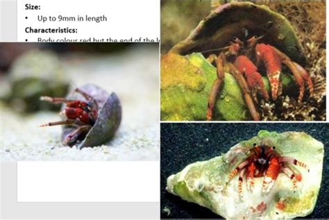 Phylum Arthropoda Flashcards Quizlet