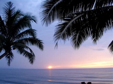 Palmboom Zonsondergang Strand Gratis Foto Op Pixabay Pixabay
