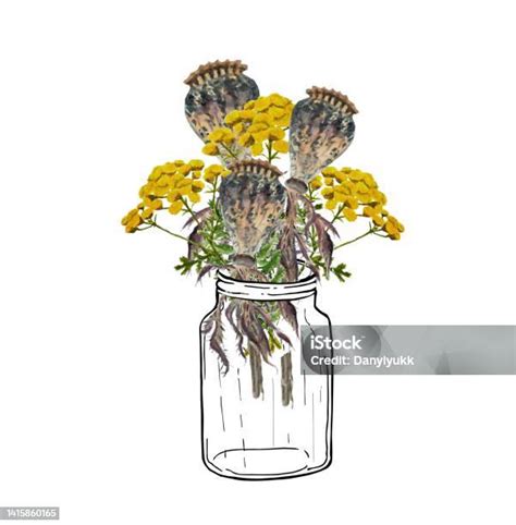 양귀비 씨앗 탠시 항아리 꽃다발 수채화 및 그래픽 디자인 스톡 벡터 일러스트 레이 션 0명에 대한 스톡 벡터 아트 및 기타 이미지 0명 건조한 검은색 Istock
