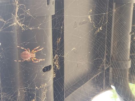 Orb Weaver Pest Control Canada