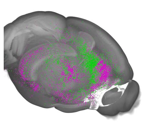 Diagram Of Mouse Prefrontal Cortex Showing Neural Projections To The Midbrain Purple And The