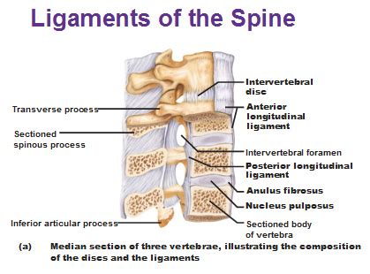 The Vertebral Column