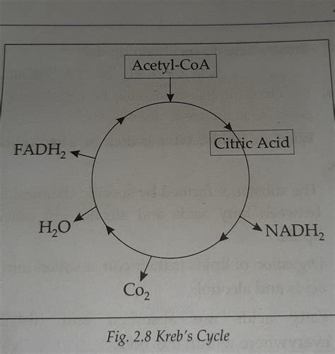 Krebs Cycle Diagram Easy