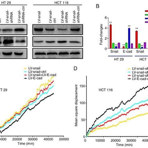 Snail Inhibits Crc Cell Migration In Vitro Via Regulating E Cad A And