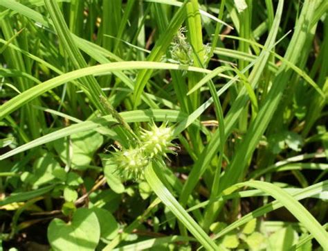 跡見群芳譜 野草譜 エナシヒゴクサ