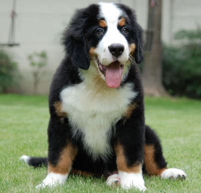 伯恩山 圣伯纳犬 哈士奇 文秘苑图库