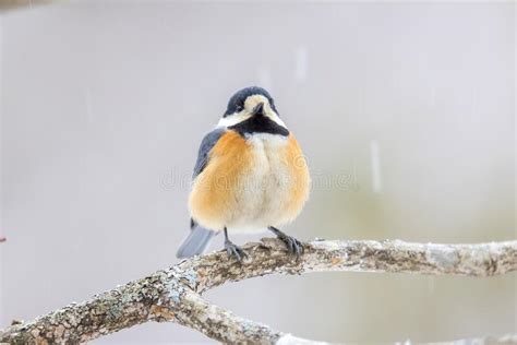 A Varied Tit On A Branch Of The Tree Stock Image Image Of Lovely Forest 270891415