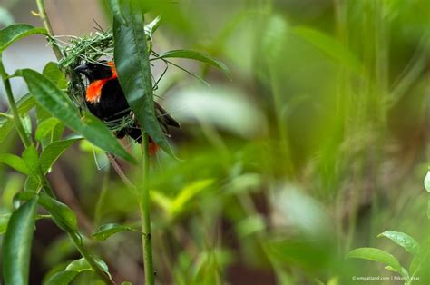 Enjoy The Beautiful Bird Life At Semonkong Lodge Lovelesotho