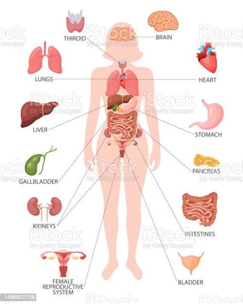 여성 신체의 내부 장기가 있는 인포그래픽 포스터 호흡기 소화기 생식기 심장 시스템 간 내부 기관에 대한 스톡 벡터 아트 및 기타 이미지 간 내부 기관 갑상샘 개체