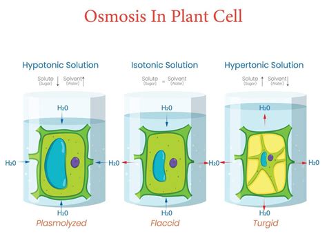 Plant Cell Osmosis Diagram Showing Hypotonic Isotonic And Hypertonic Solutions Effects 60969846