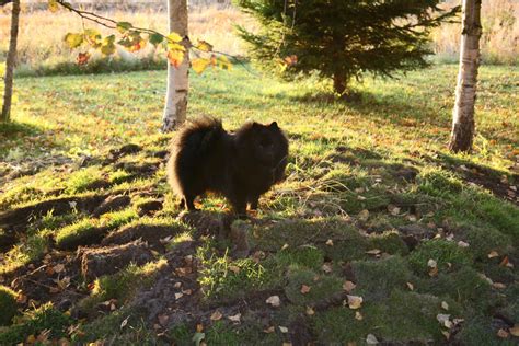 Kleinspitz By Leilayh On Deviantart