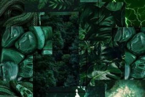 همه چیز در مورد فرآیند فتوسنتز تستچی