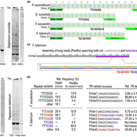 A Analysis Of Telomerase Activity By Trap Telomere Repeat