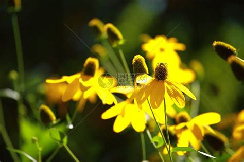 Rudbeckikias