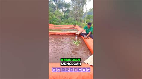 Manfaatdaunpepaya Usa Kolamikan Reels Budidayalelepemula Ikan Tranding Budidayalele